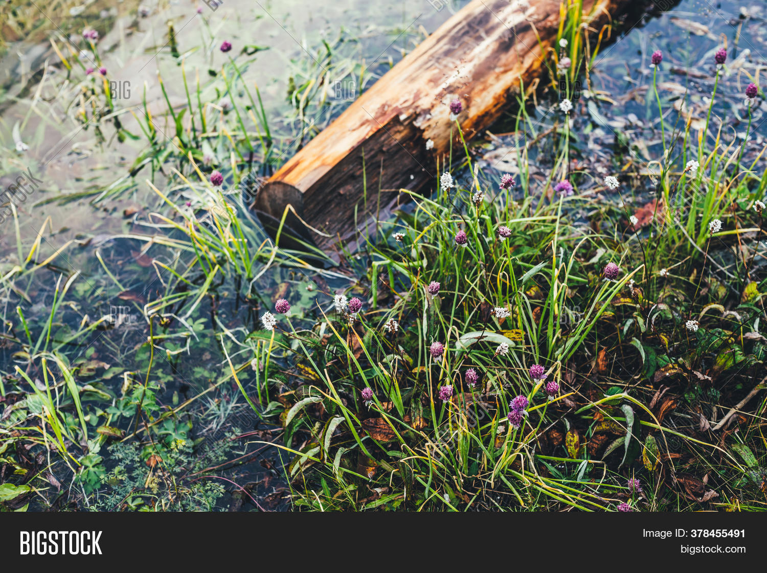 Rotten Fallen Tree Image & Photo (Free Trial) | Bigstock