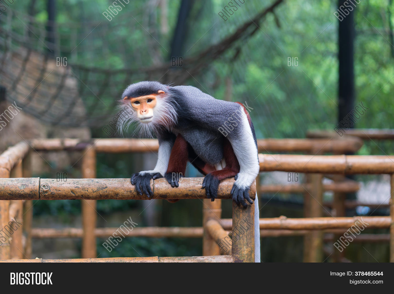 Lemurs Five Colors Red Image & Photo (Free Trial) | Bigstock