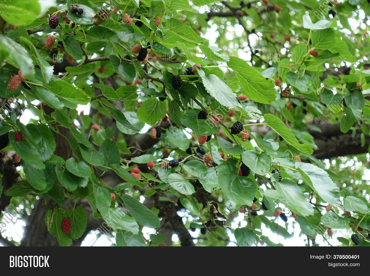 Ripe Unripe Fruits Image & Photo (Free Trial) | Bigstock