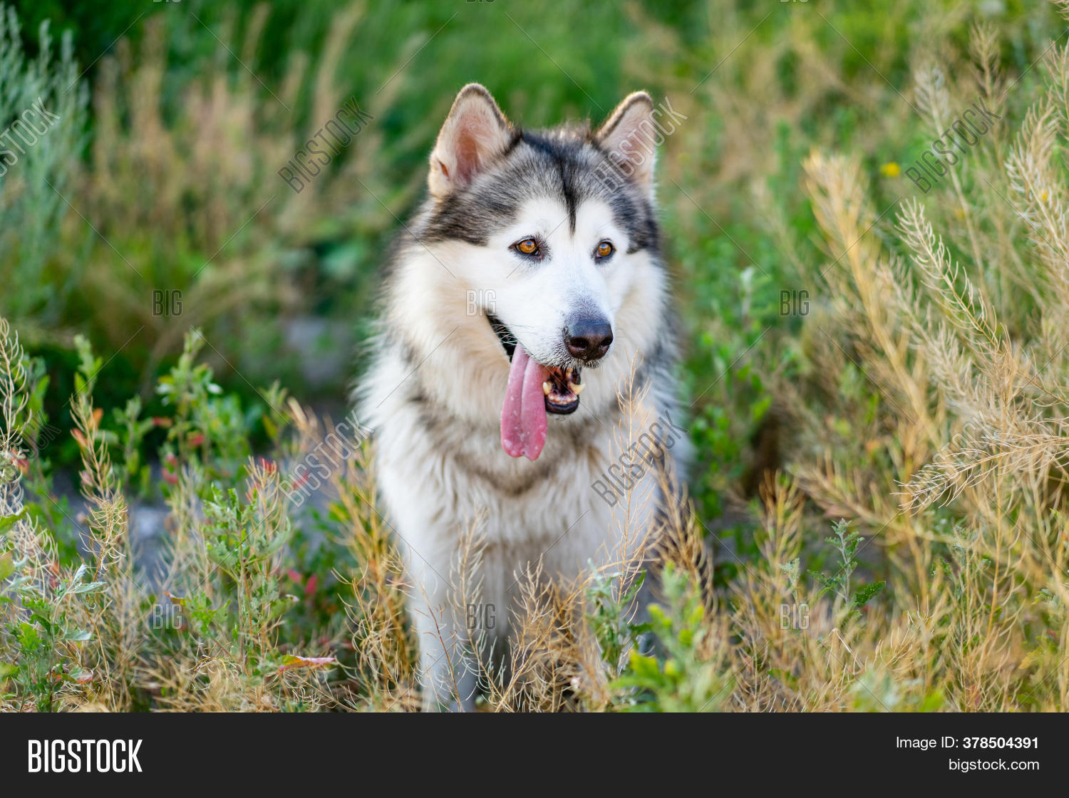 Cute Alaskan Malamute Image & Photo (Free Trial) | Bigstock