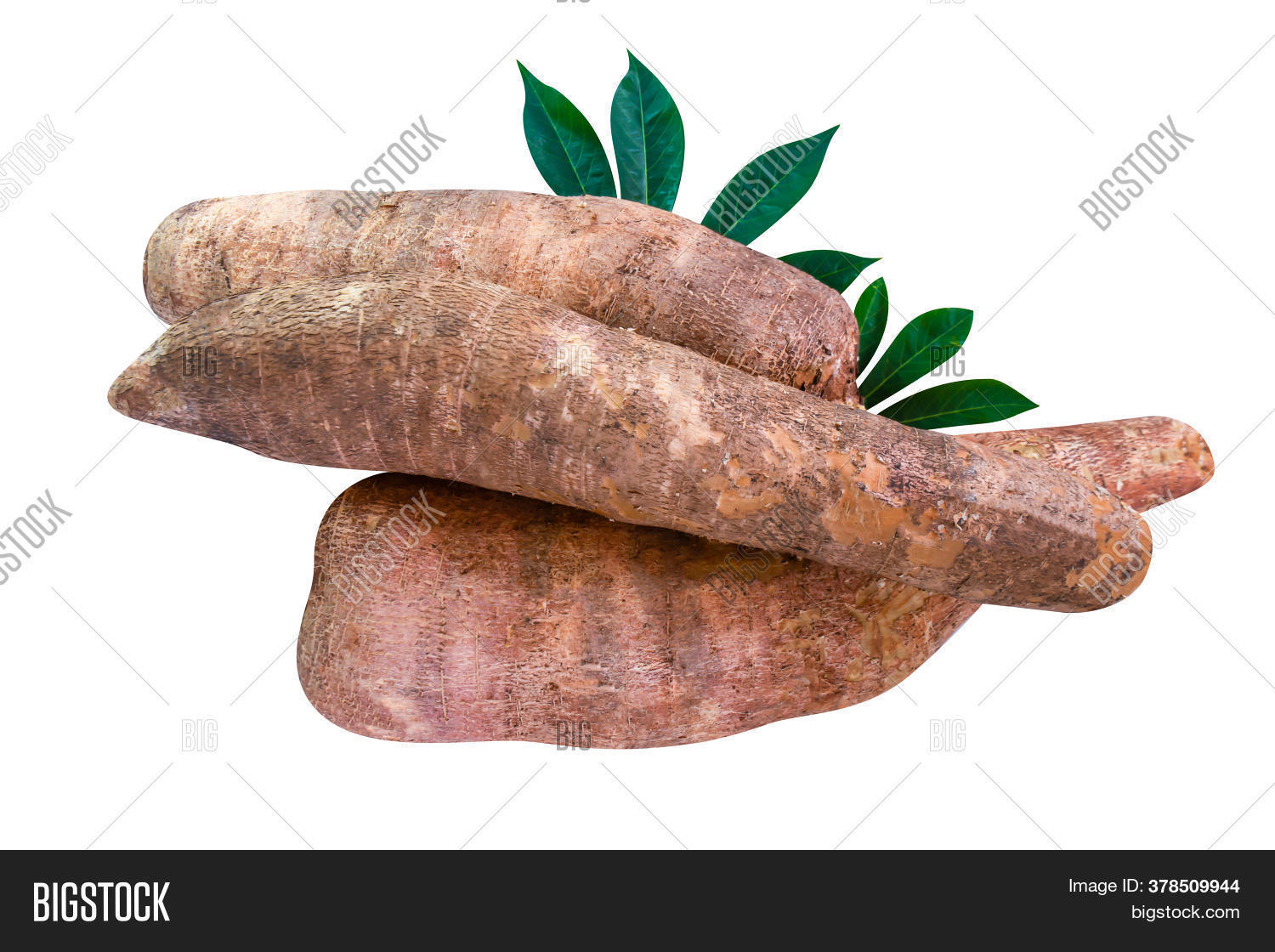 Cassava Tubers Fresh Image & Photo (Free Trial) | Bigstock