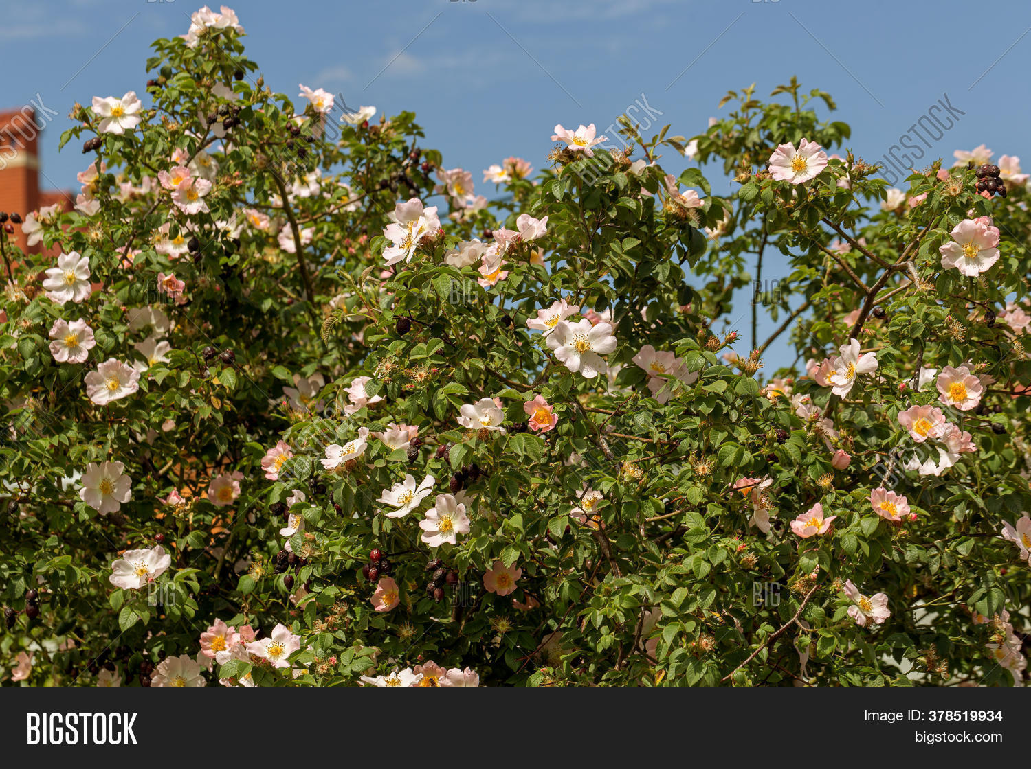 Large Bush Wild Rose, Image & Photo (Free Trial) | Bigstock