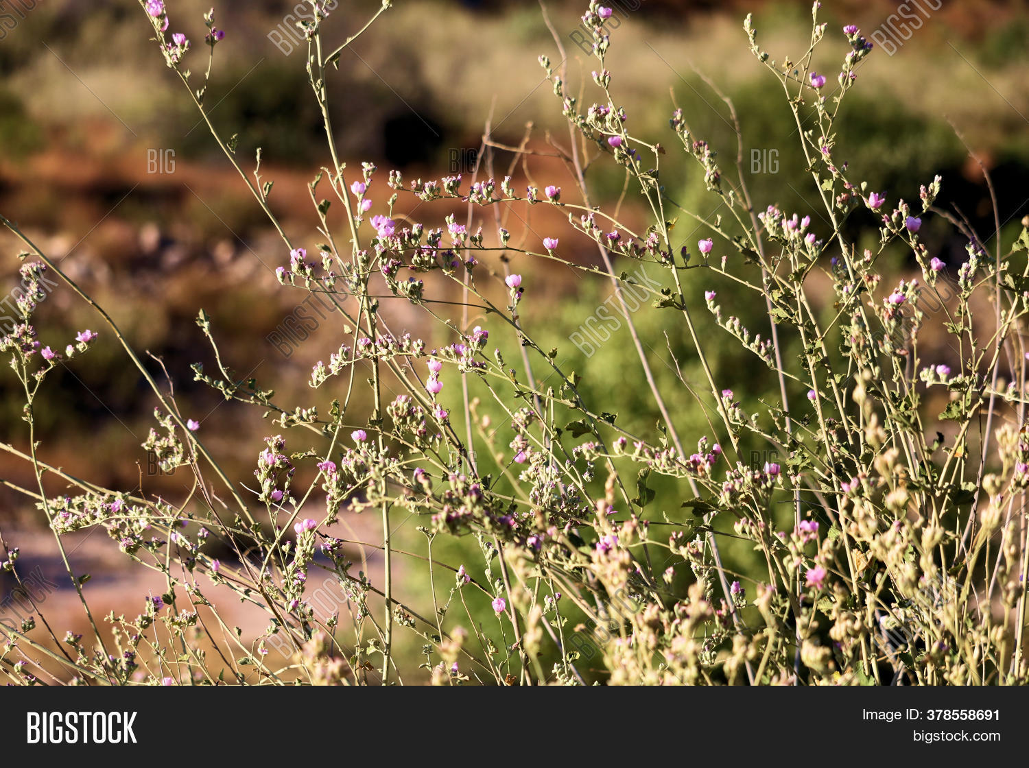 Chaparral Plants Image & Photo (Free Trial) | Bigstock
