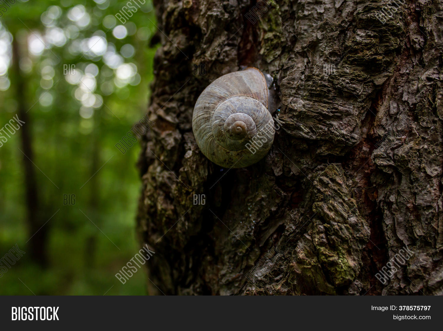Large Snail Creeps Image & Photo (Free Trial) | Bigstock