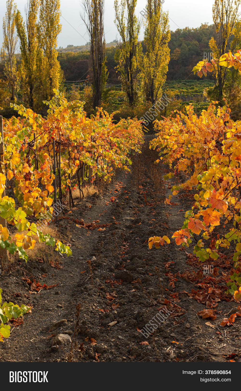 Autumn Vineyards Red Image & Photo (Free Trial) | Bigstock
