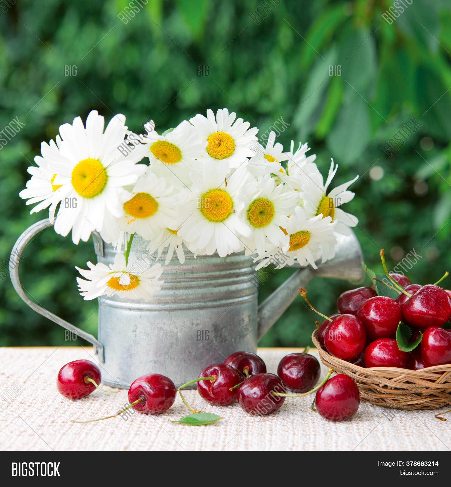 Large Red Cherries Image & Photo (Free Trial) | Bigstock