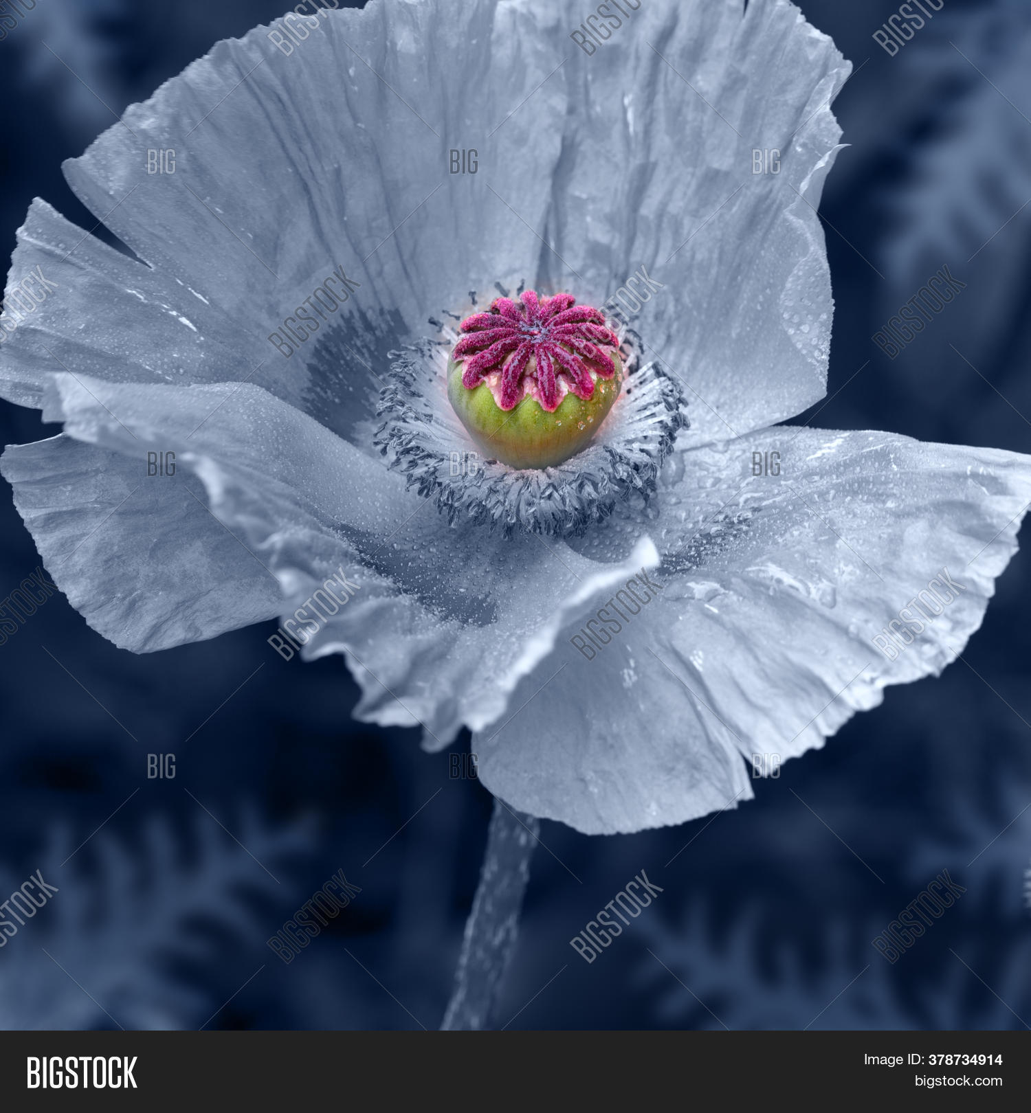 Close Shot Large Gray Image & Photo (Free Trial) | Bigstock