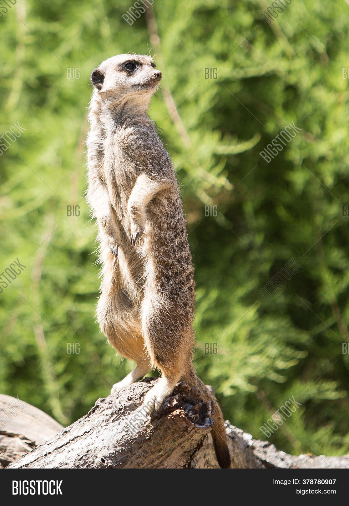 Meerkat (suricata Image & Photo (Free Trial) | Bigstock