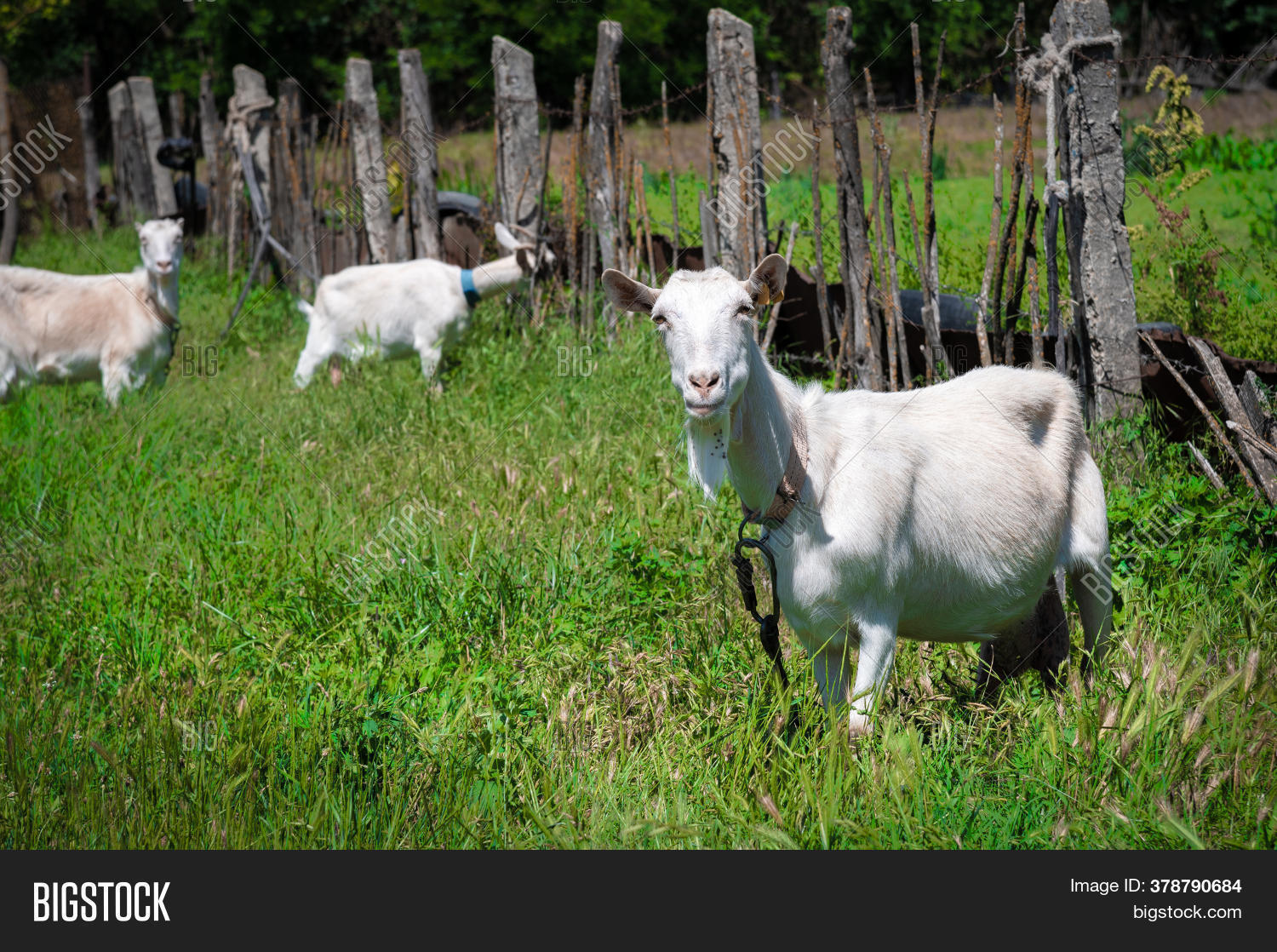 Two White Goats On Image & Photo (Free Trial) | Bigstock