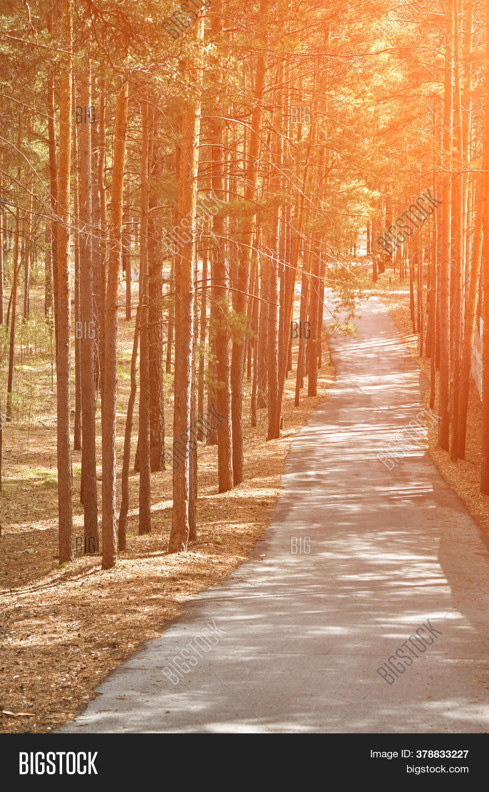 Road Forest. Nature Image & Photo (Free Trial) | Bigstock