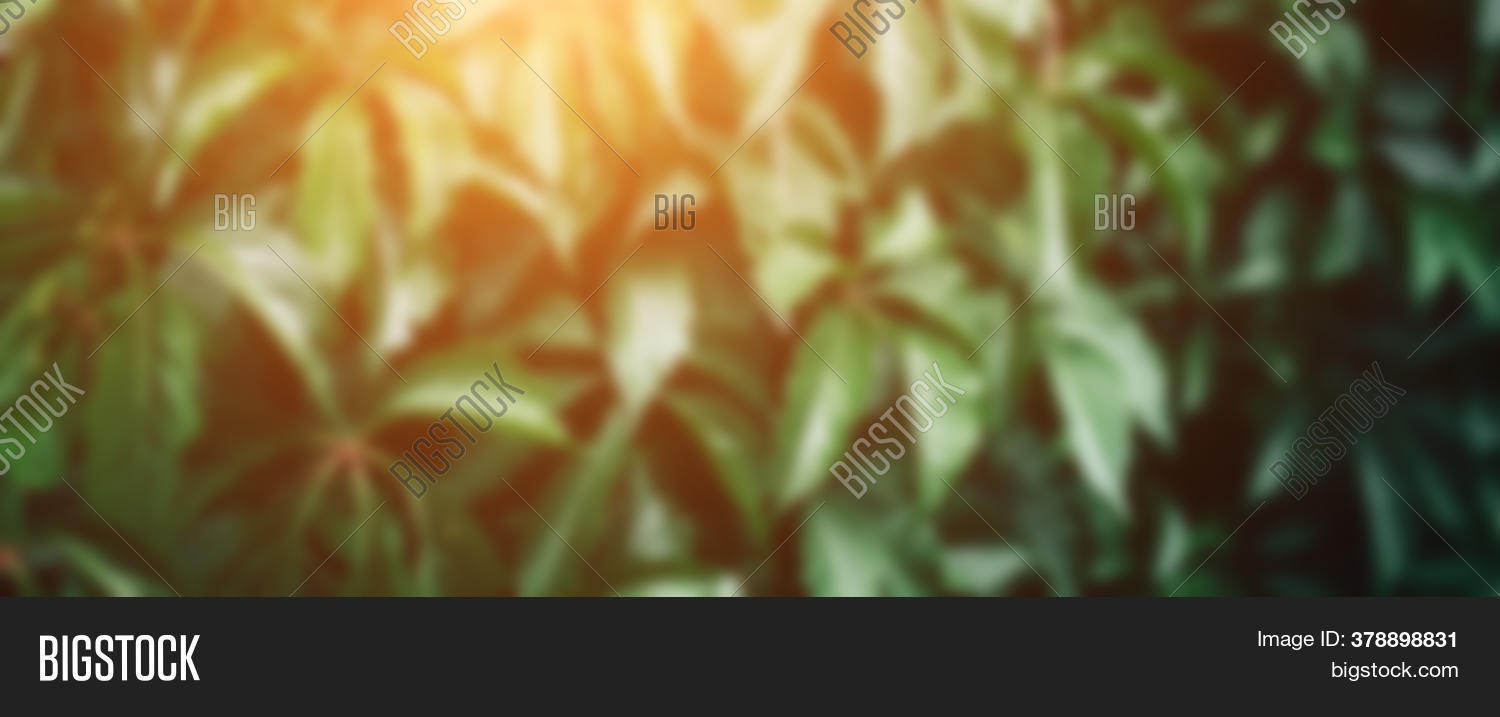 Big Green Bush Large Image & Photo (Free Trial) | Bigstock