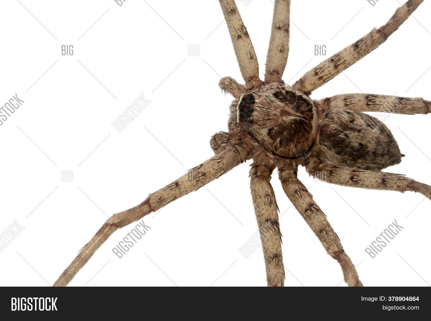 Close Asian Wolf Image & Photo (Free Trial) | Bigstock