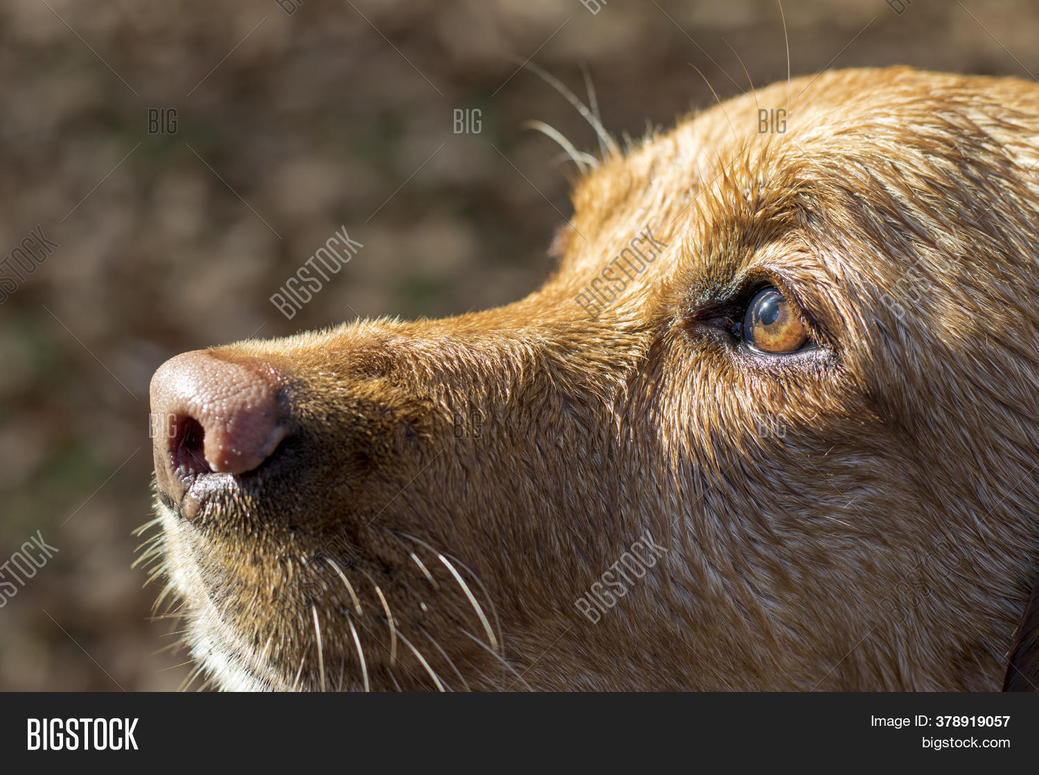 Close Photo Yellow Image & Photo (Free Trial) | Bigstock