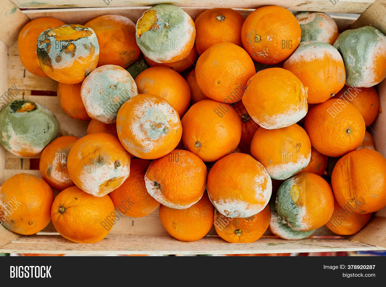 Rotting Orange Covered Image & Photo (Free Trial) | Bigstock