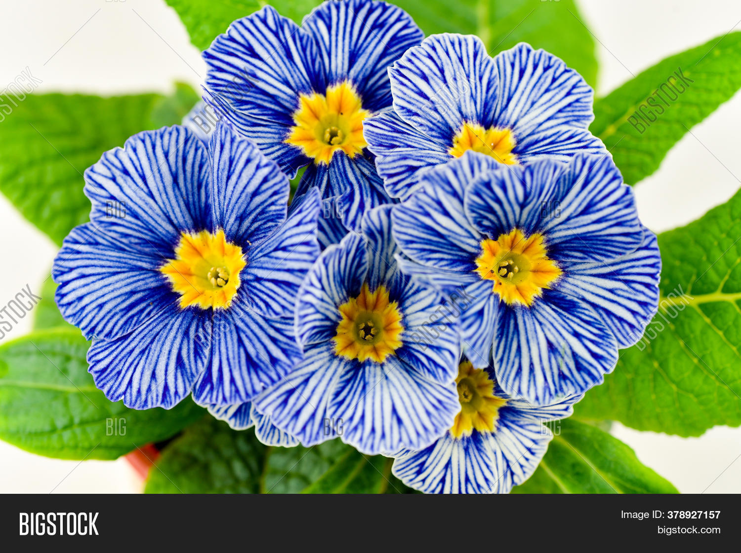 Primula Flowers. Blue Image & Photo (Free Trial) | Bigstock