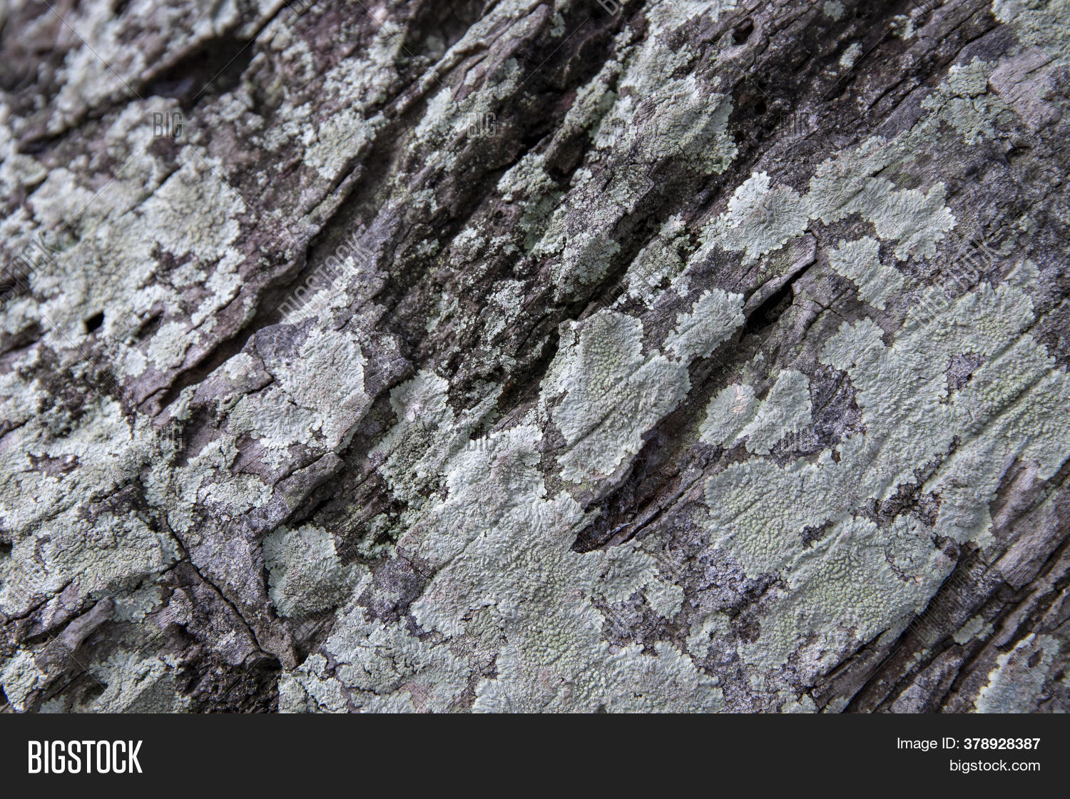 Mossy Bark Texture Image & Photo (Free Trial) | Bigstock