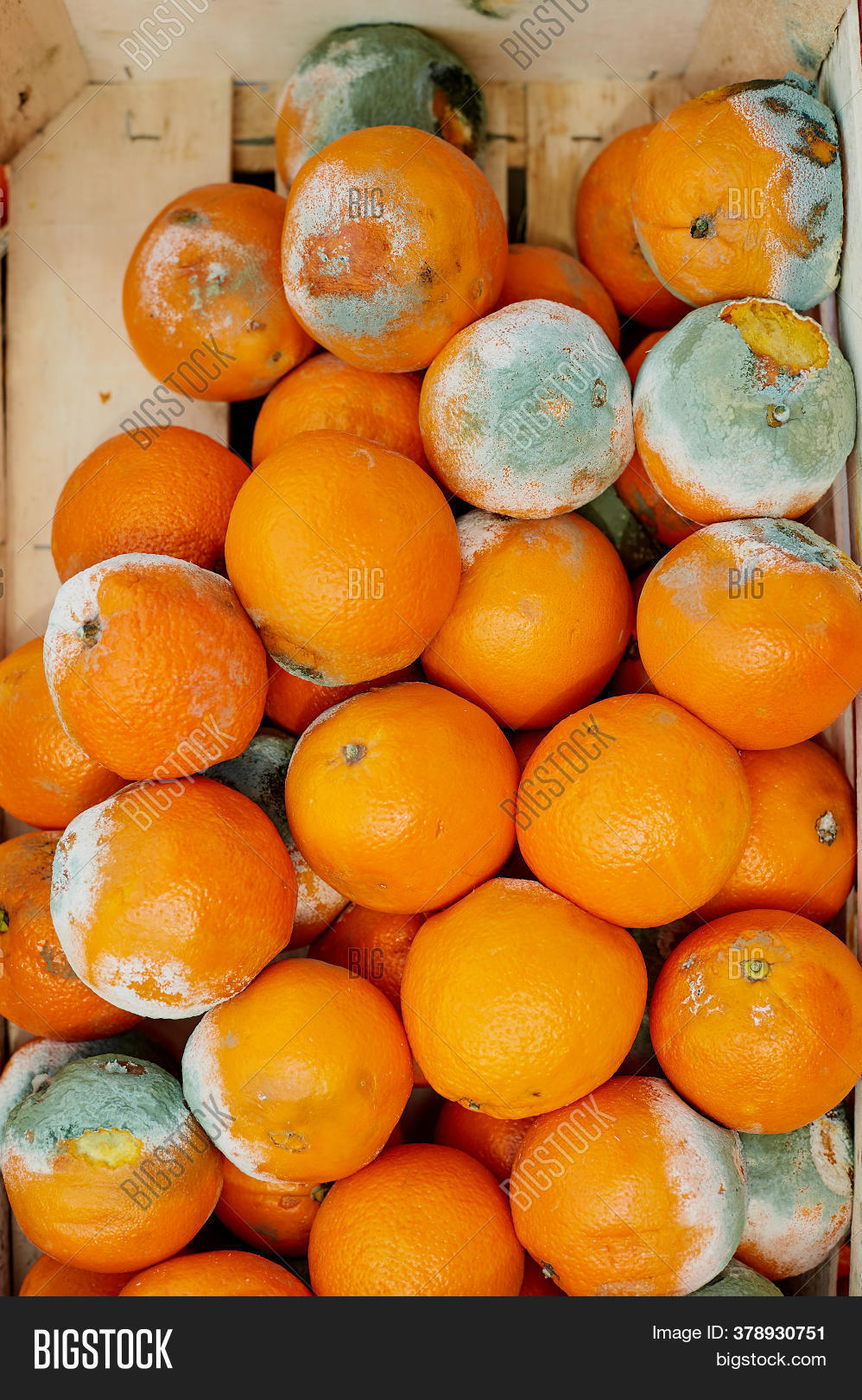 Rotting Orange, Image & Photo (Free Trial) | Bigstock