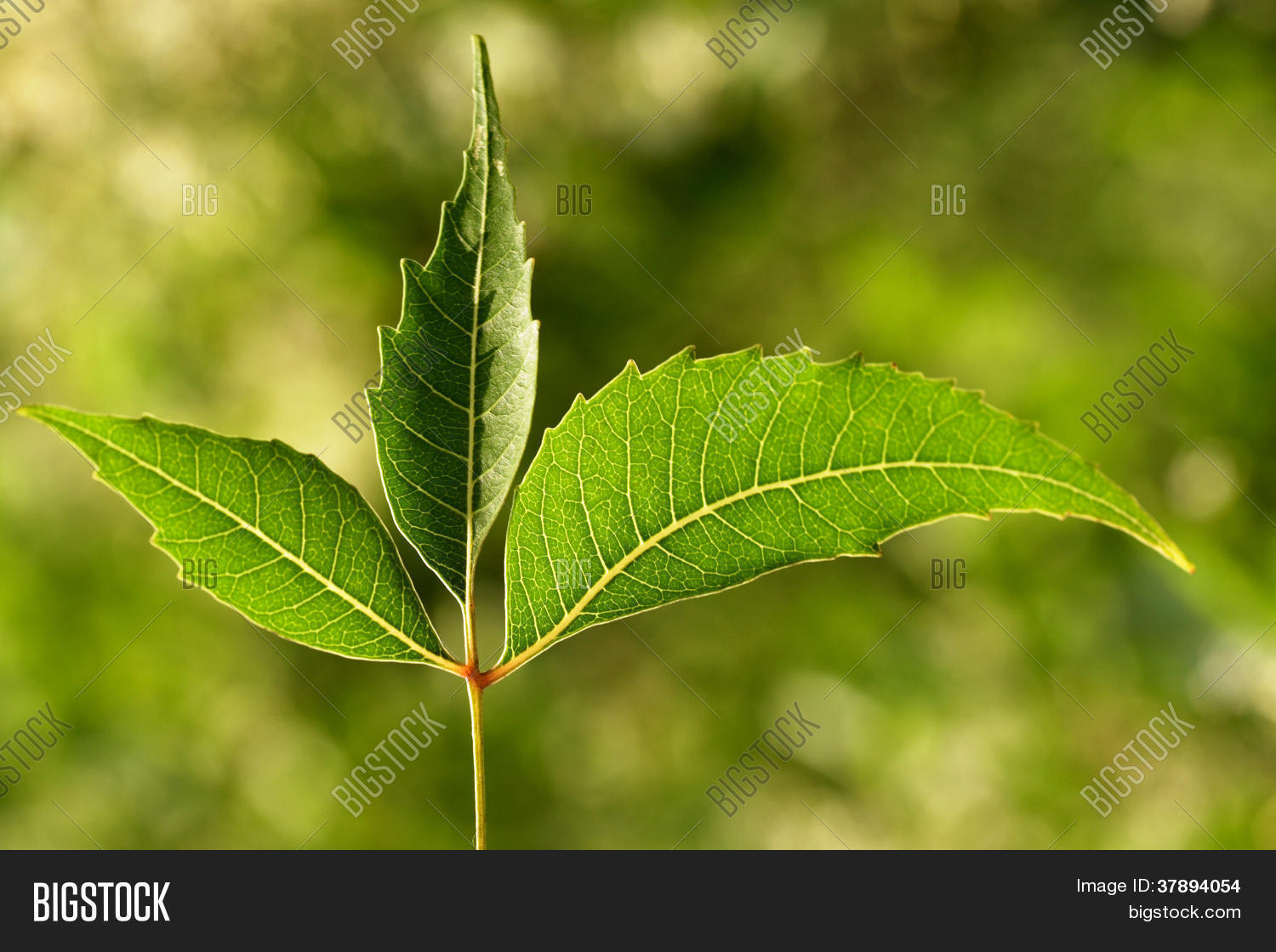 Neem Leaves- Image & Photo (Free Trial) | Bigstock