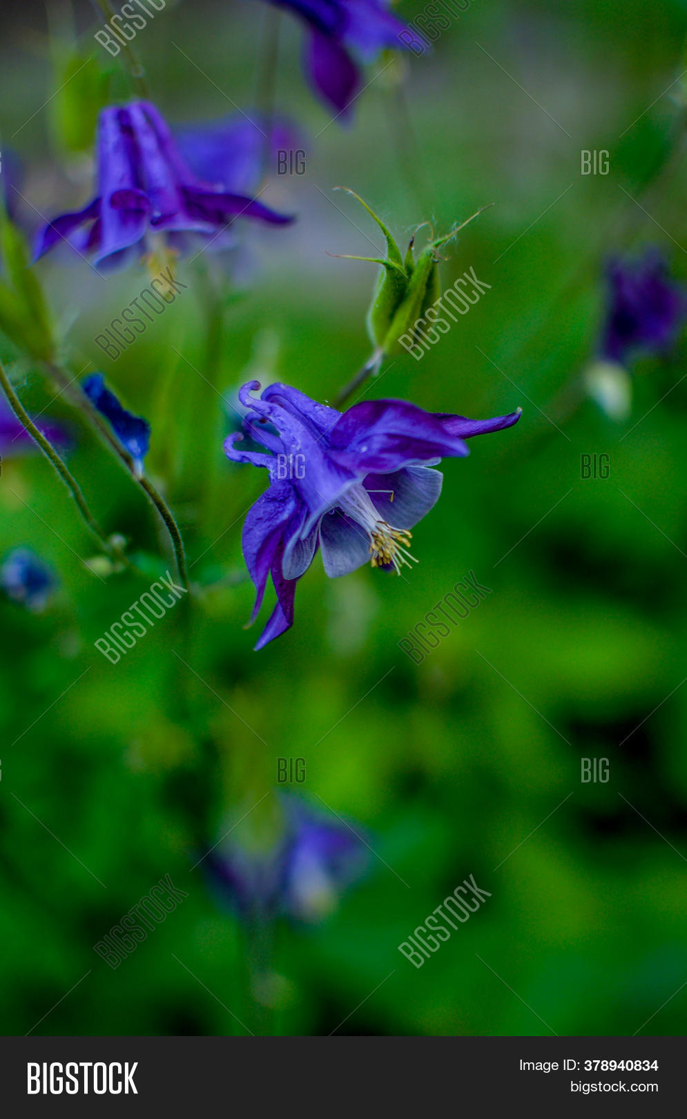 Blue Bell Flowers Image & Photo (Free Trial) | Bigstock