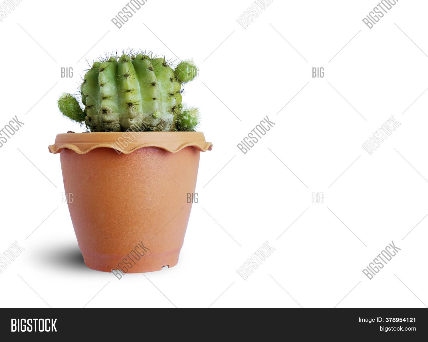 Cactus Pot Isolated On Image & Photo (Free Trial) | Bigstock