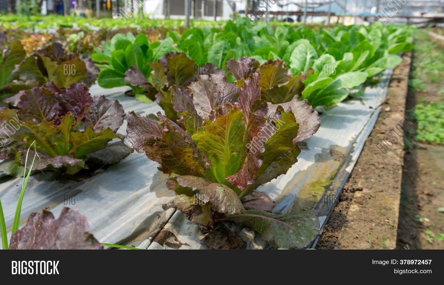 Vegetable Plantation Image & Photo (Free Trial) | Bigstock