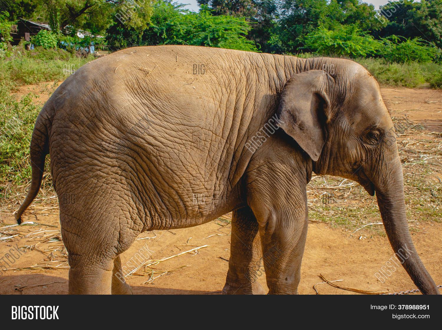 Baby Elephant Portrait Image & Photo (Free Trial) | Bigstock