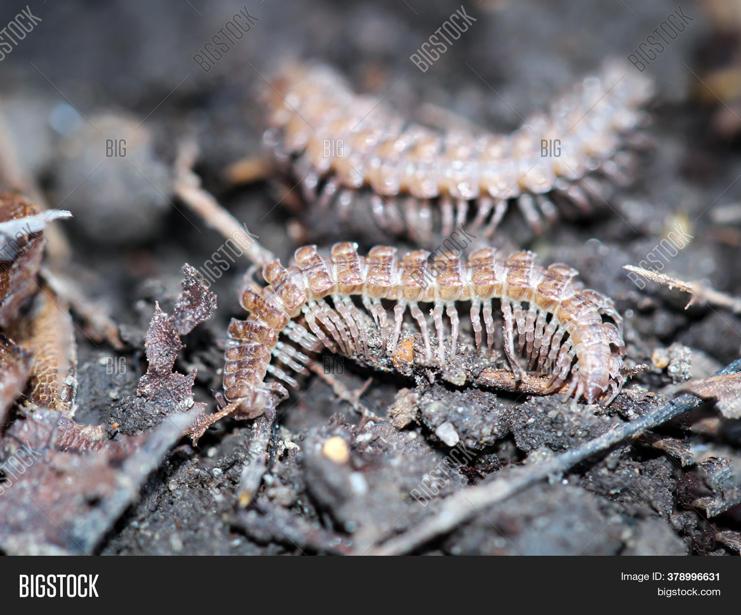 Macro Shot Centipede, Image & Photo (Free Trial) | Bigstock