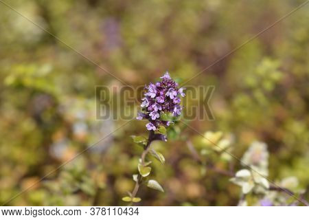 Foxley Thyme Flower - Image & Photo (Free Trial) | Bigstock