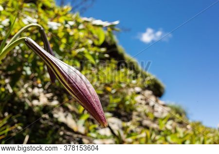 Native Species Taiwan Image & Photo (Free Trial) | Bigstock