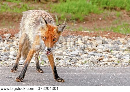 Portrait Red Fox Image & Photo (Free Trial) | Bigstock