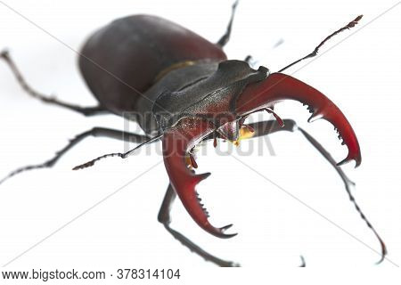 Lucanus Cervus Insect Image & Photo (Free Trial) | Bigstock