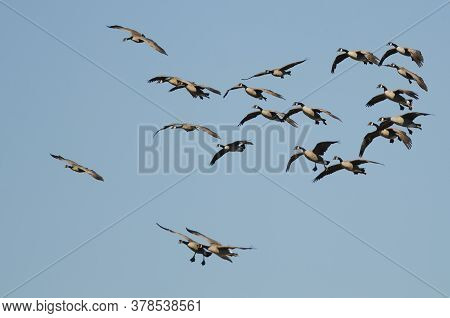 Flock Canada Geese Image & Photo (Free Trial) | Bigstock