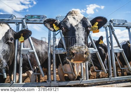 Cow Head Close On Image & Photo (Free Trial) | Bigstock