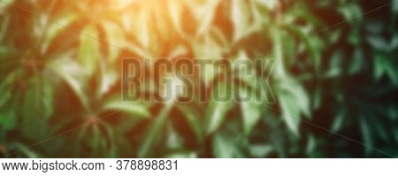 Big Green Bush Large Image & Photo (Free Trial) | Bigstock