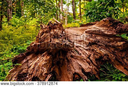 Fallen Tree Forest, Image & Photo (Free Trial) | Bigstock
