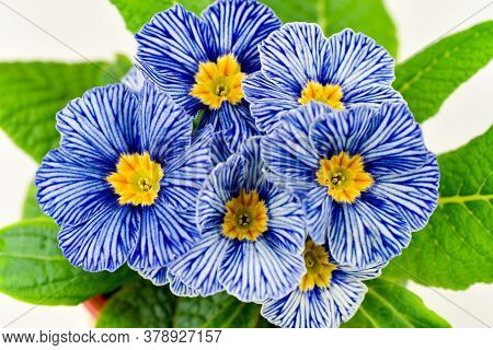 Primula Flowers. Blue Image & Photo (Free Trial) | Bigstock