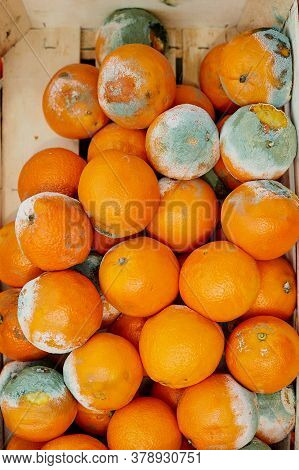 Rotting Orange, Image & Photo (Free Trial) | Bigstock