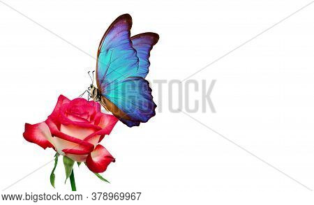 Blue Butterfly On Rose