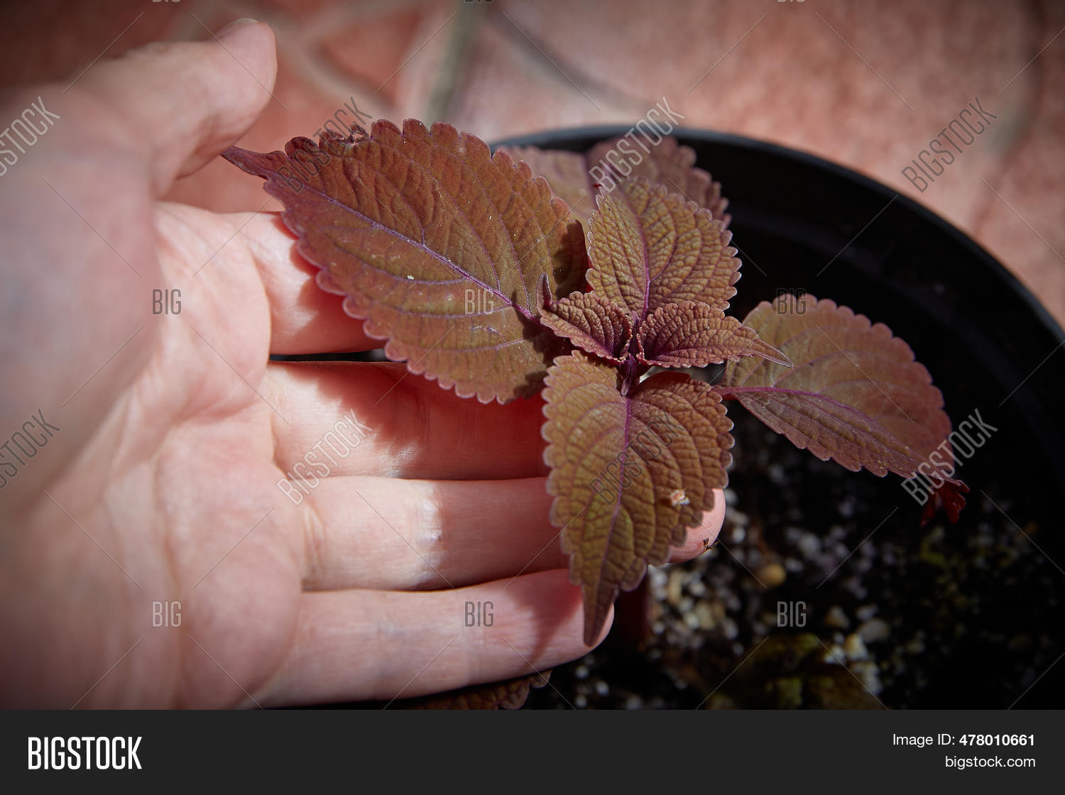 Coleus Blumei Image & Photo (Free Trial) | Bigstock