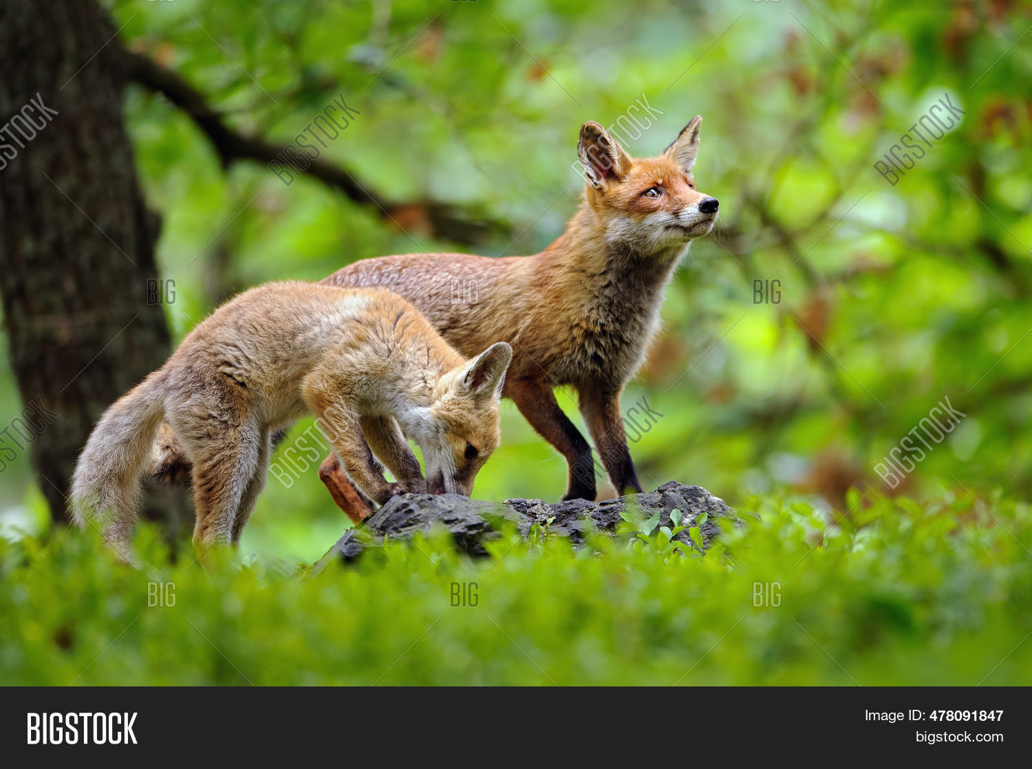 Two Red Foxes Their Image & Photo (Free Trial) | Bigstock