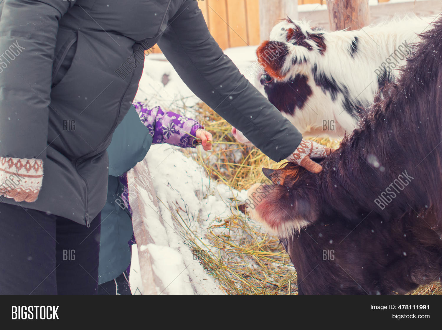 Child Gives Cow Hay Image & Photo (Free Trial) | Bigstock