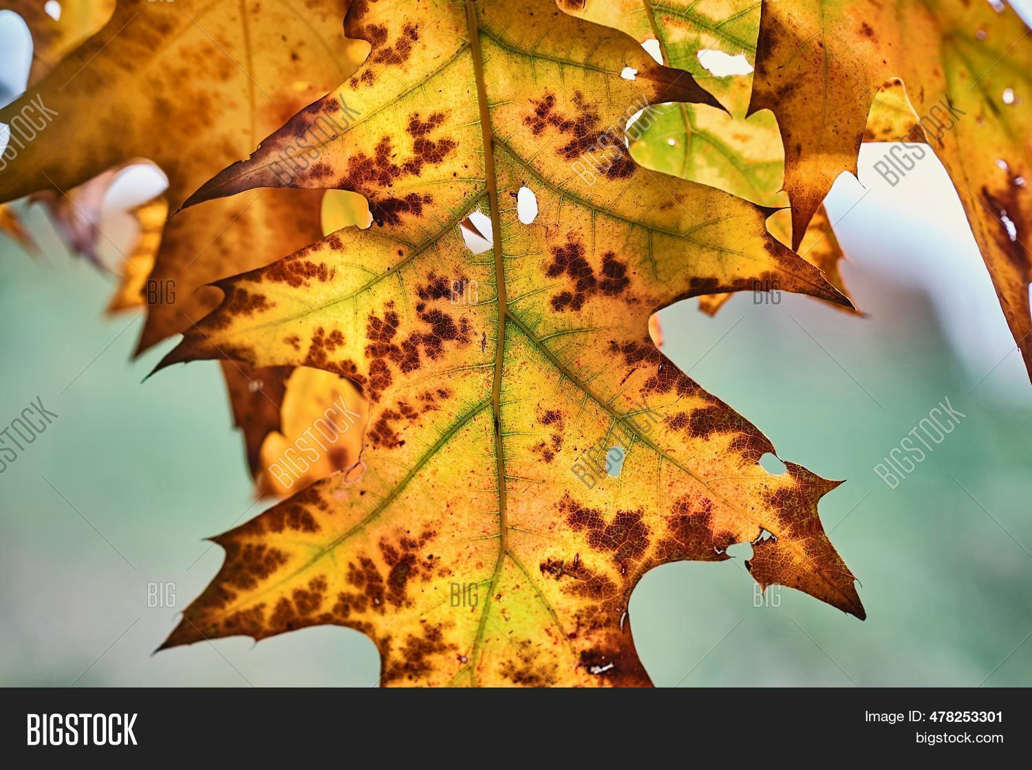 Autumn Leaf Fall Image & Photo (Free Trial) | Bigstock