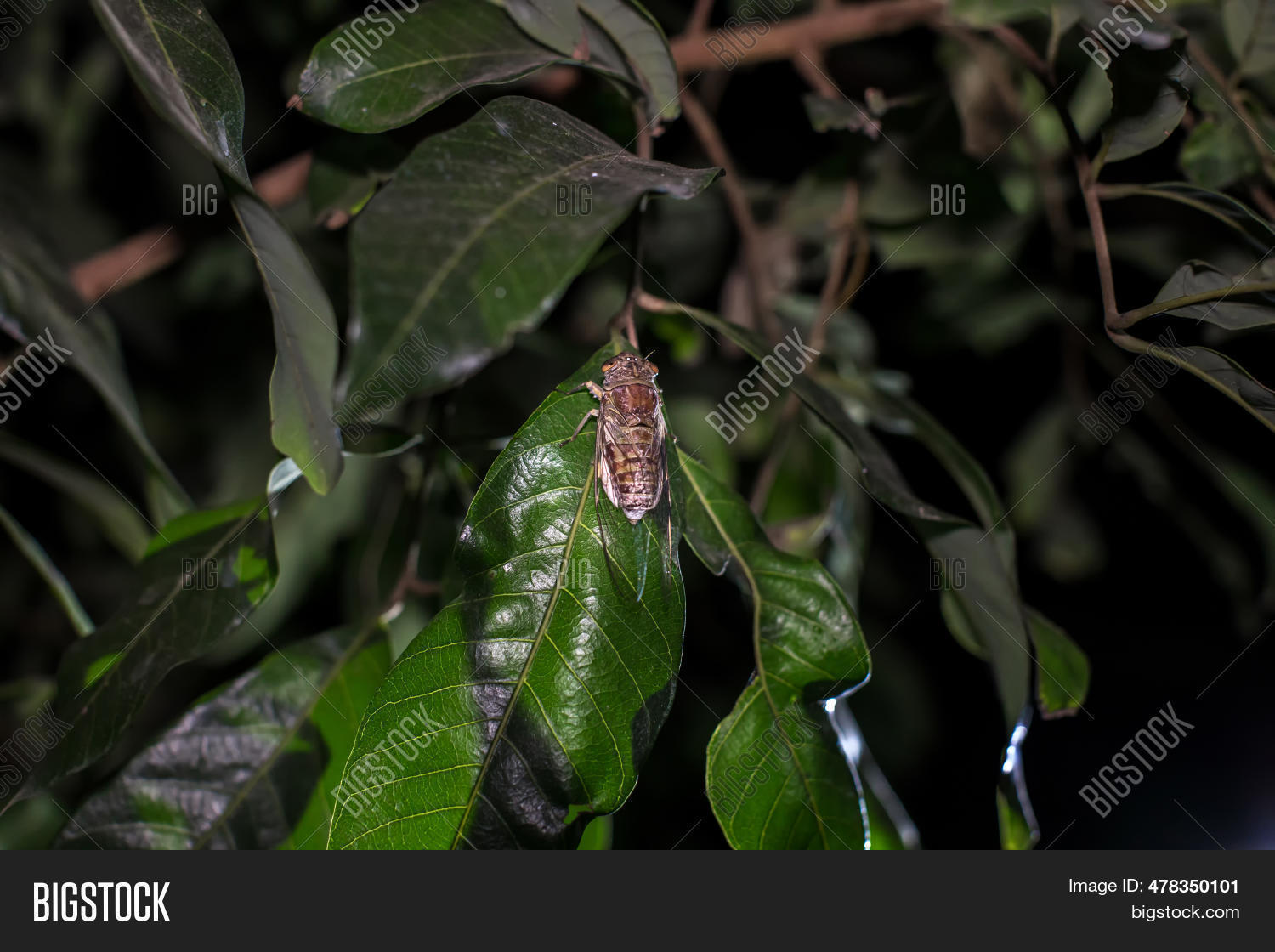 Cicada Molting Process Image & Photo (Free Trial) | Bigstock
