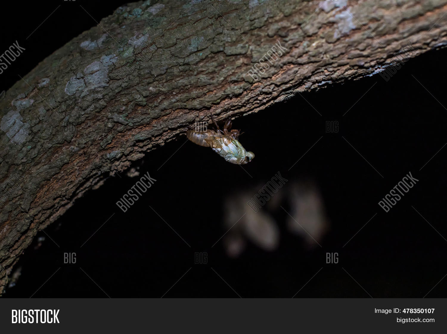 Cicada Molting Process Image & Photo (Free Trial) | Bigstock