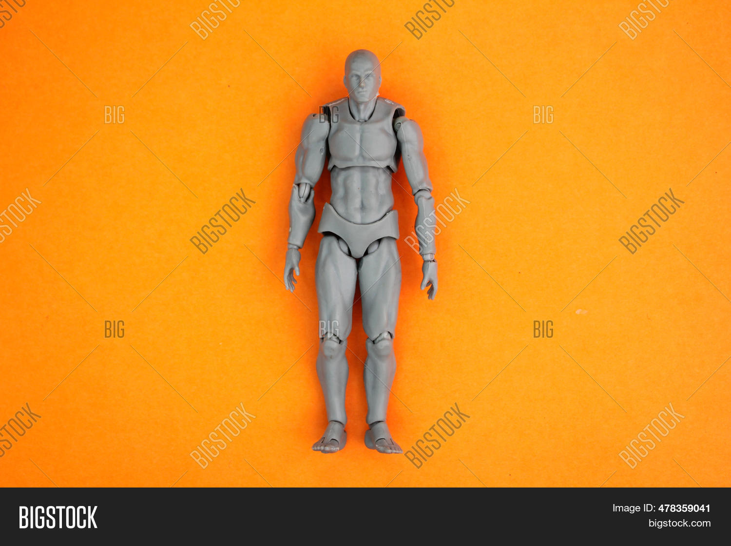 Anatomy Human Body. Image & Photo (Free Trial) | Bigstock
