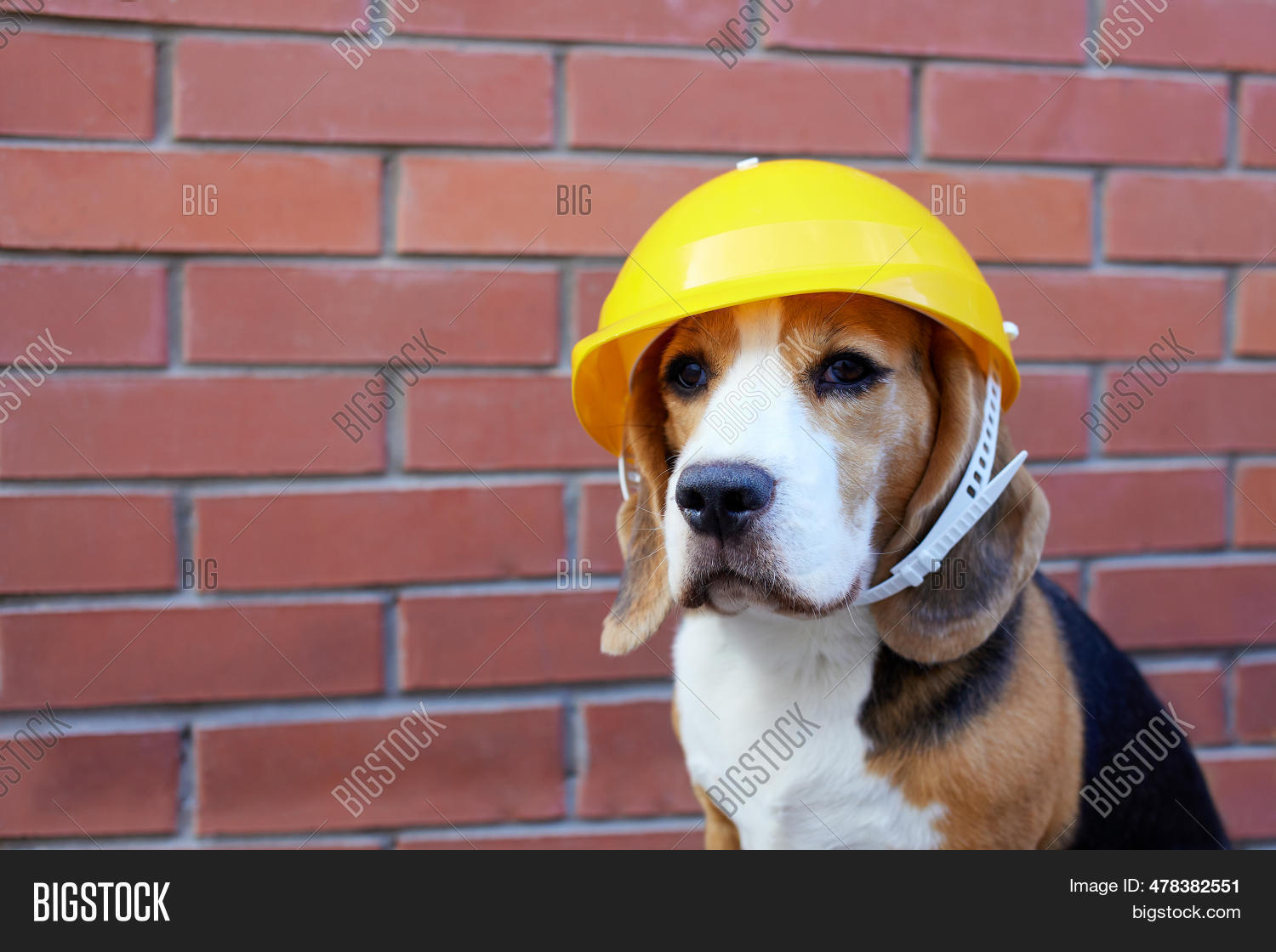 Beagle Dog Image & Photo (Free Trial) | Bigstock