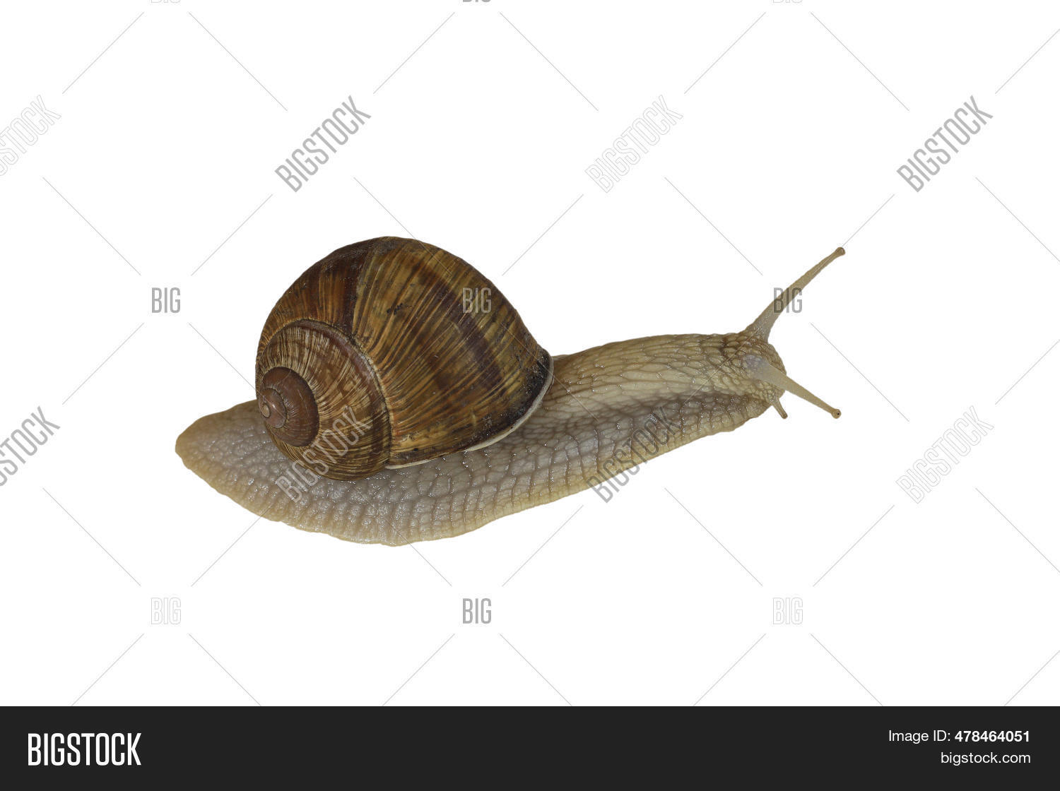 Beautiful Snail Image & Photo (Free Trial) | Bigstock