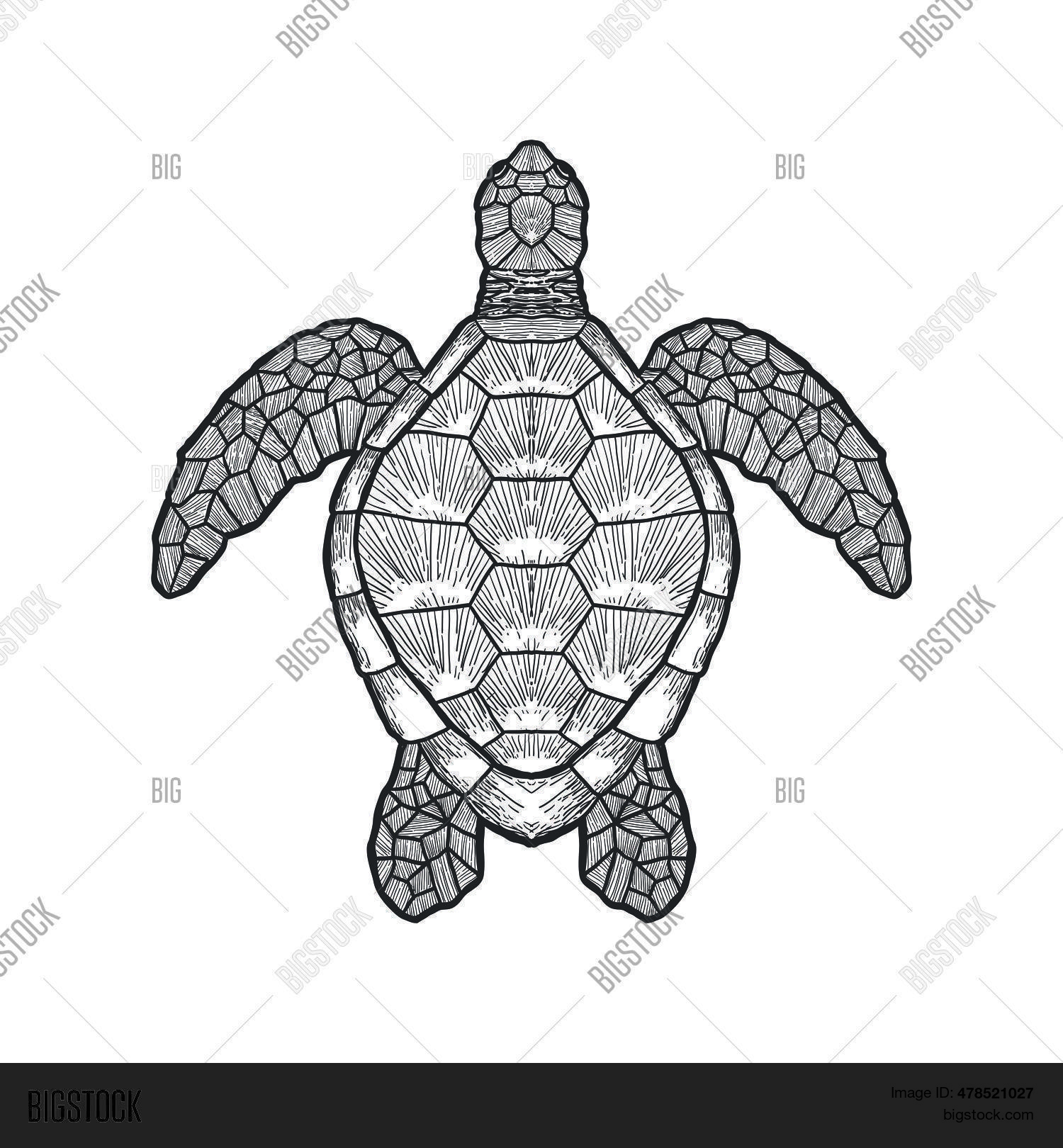 Sea Turtle Outline Vector & Photo (Free Trial) | Bigstock