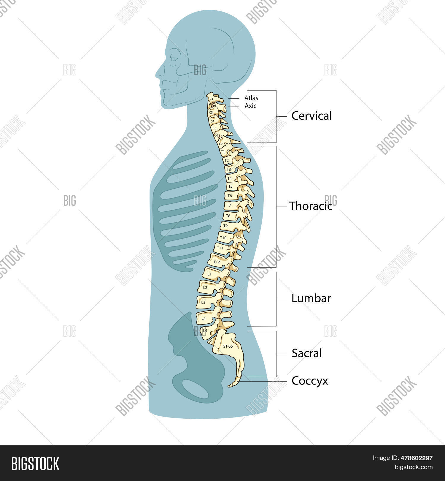 Human Spine Structure Image & Photo (Free Trial) | Bigstock