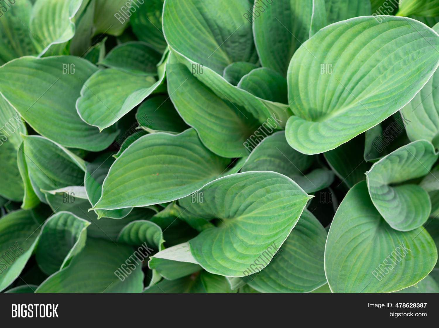 Natural Fresh Grean Image & Photo (Free Trial) | Bigstock